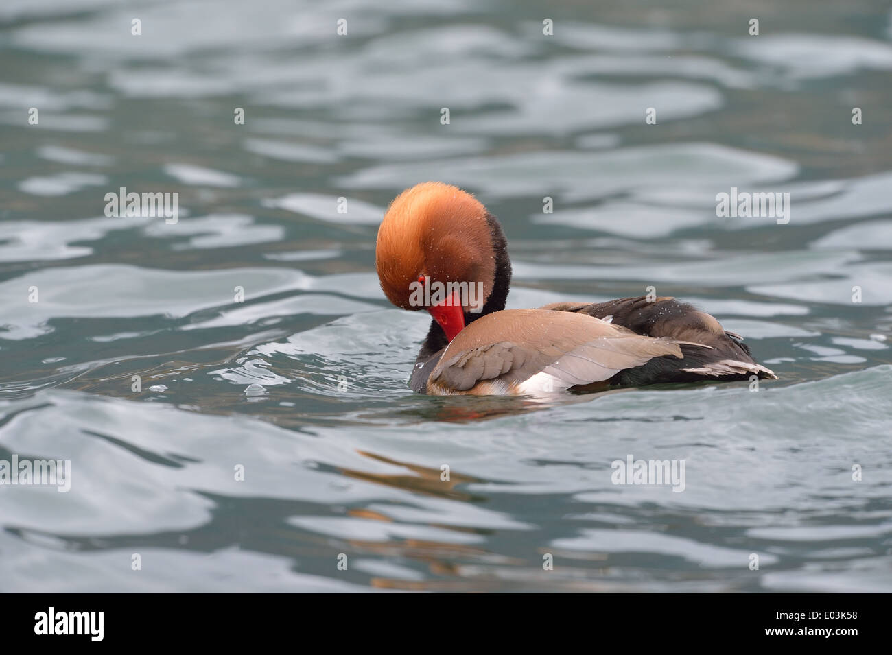 Red-crested Pochard - Red-crested Duck (Netta rufina) male preening in ...