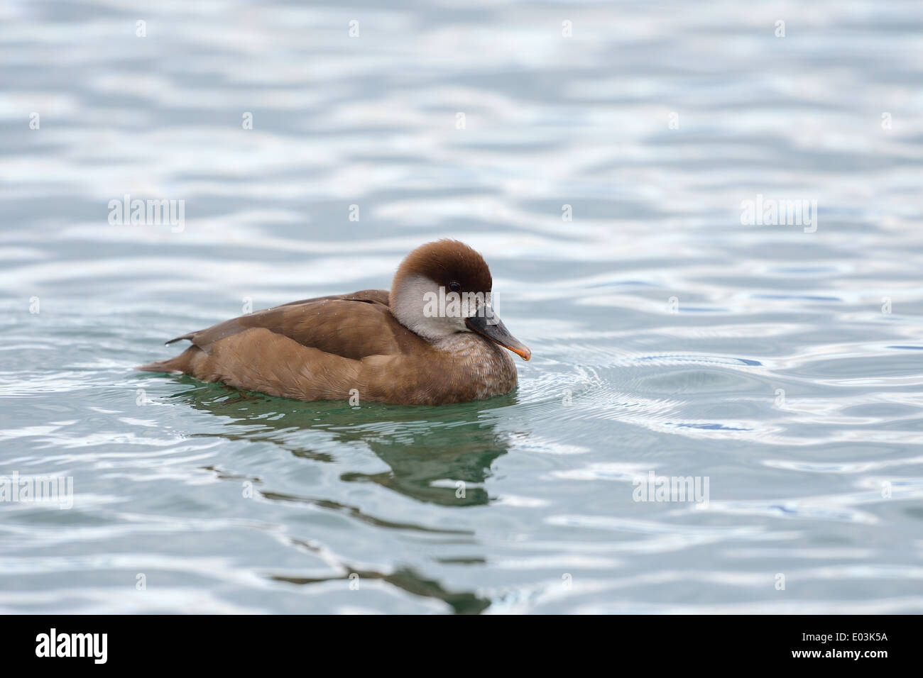 Red-crested Pochard - Red-crested Duck (Netta rufina) female swimming ...