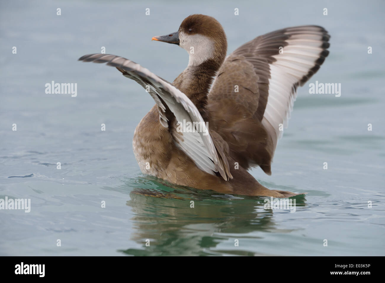 Red-crested Pochard - Red-crested Duck (Netta rufina) female flapping ...