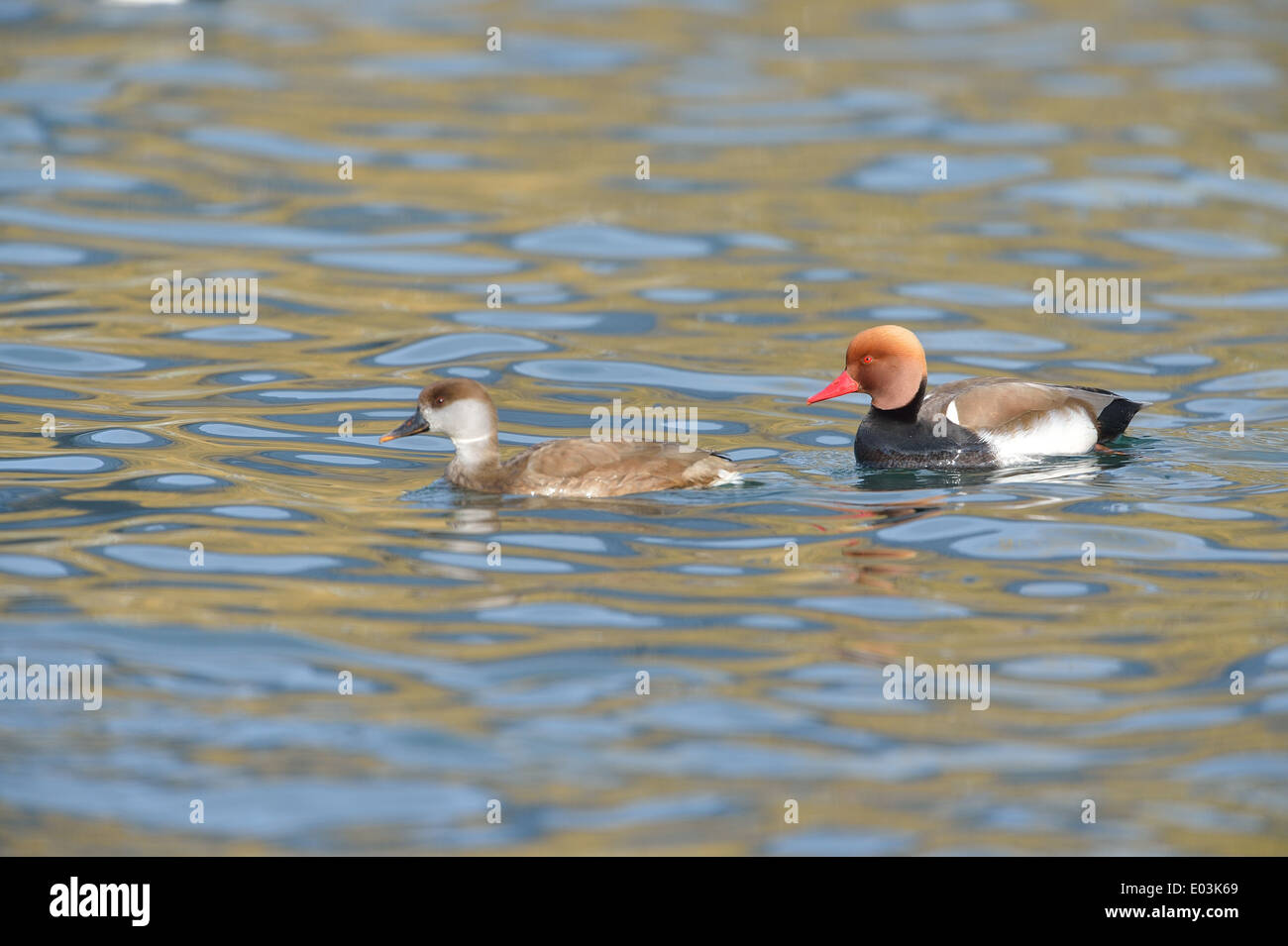 Red-crested Pochard - Red-crested Duck (Netta rufina) couple swimming ...