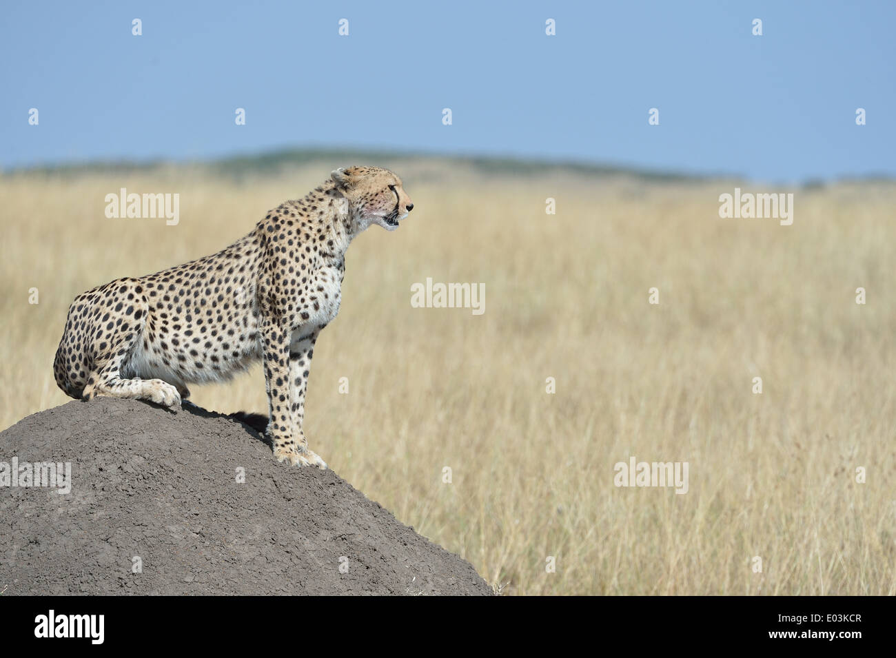 Termitary hi-res stock photography and images - Alamy