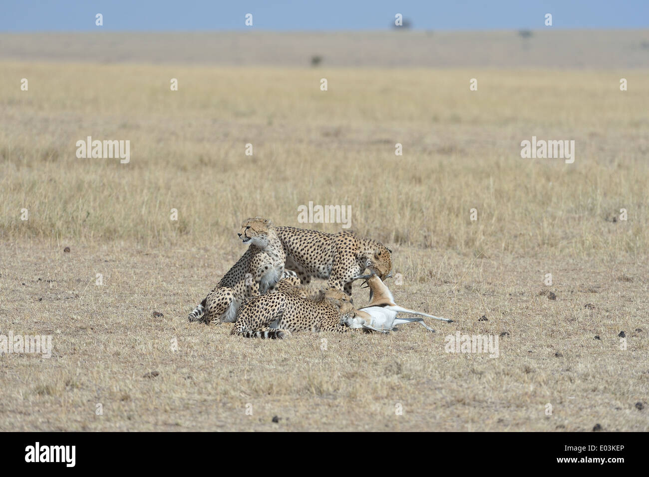 Gazelle cat hi-res stock photography and images - Alamy