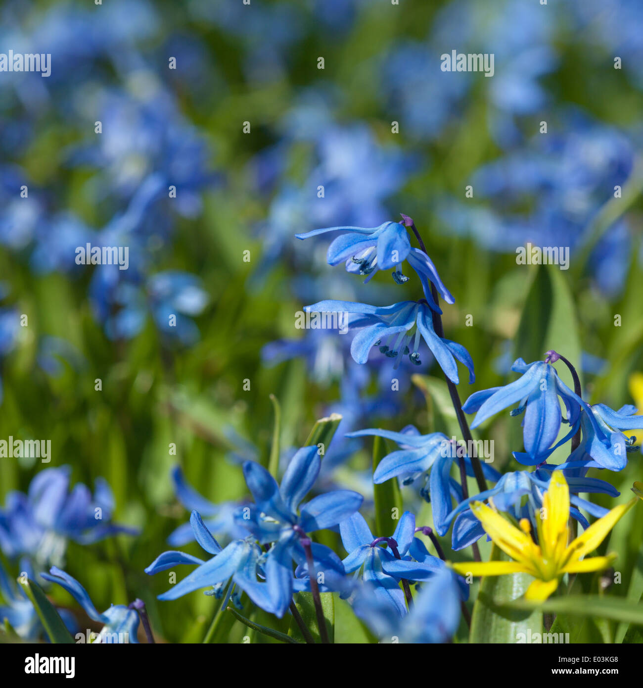 Scilla scillas hi-res stock photography and images - Alamy