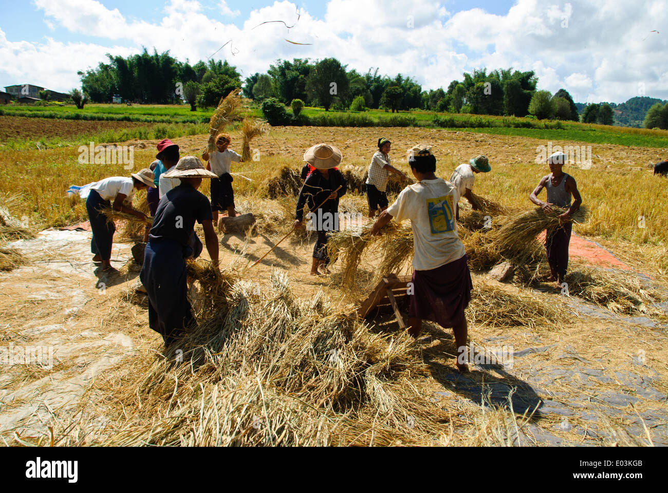 Local farmers gathering together on harvesting season Stock Photo - Alamy