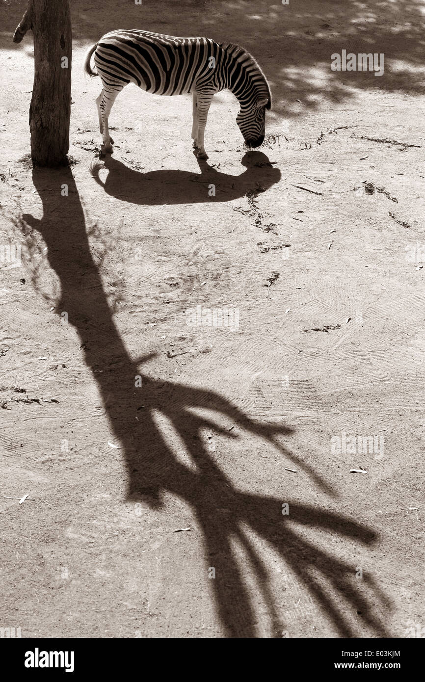 Sad Zebra High Resolution Stock Photography and Images - Alamy