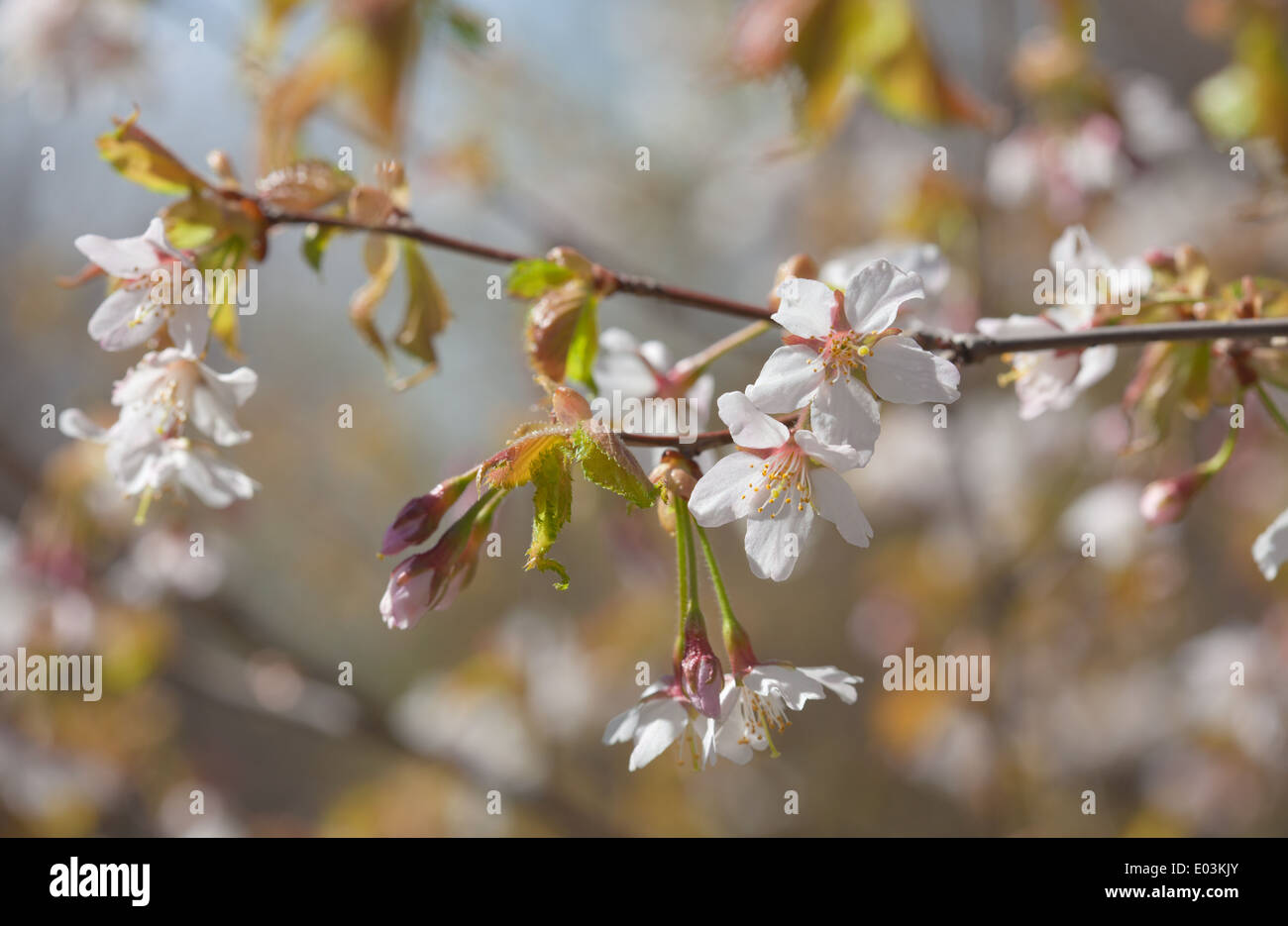 spring blossoms background Stock Photo - Alamy
