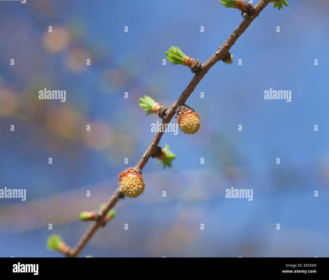 Larix kaempferi japan hi-res stock photography and images - Alamy