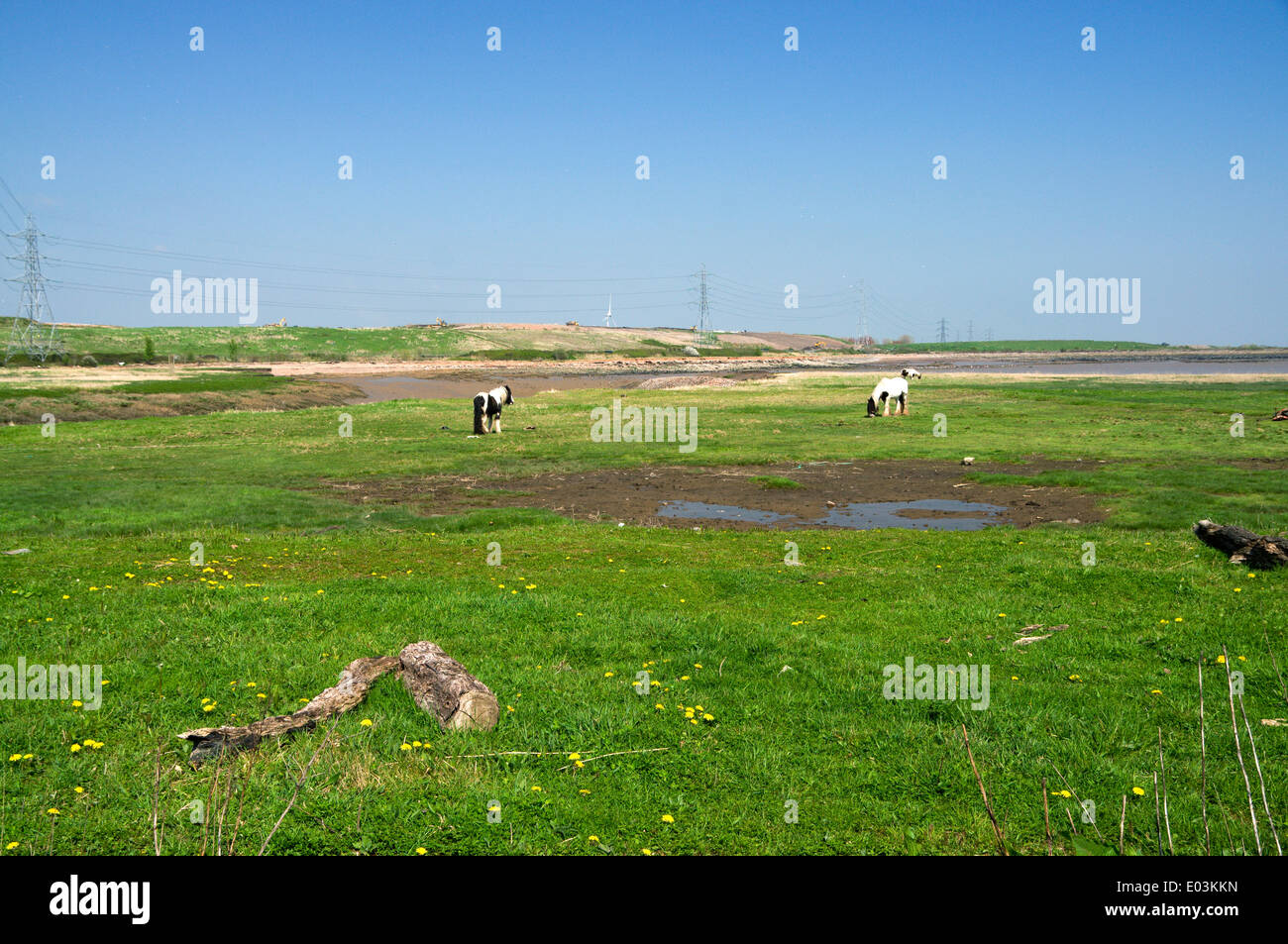 Horses grazing on waste land, Pengam Moors, Cardiff, Wales, UK Stock ...