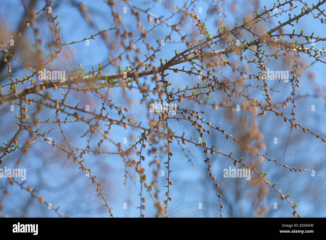 japanese larch spring branches natural background Stock Photo - Alamy