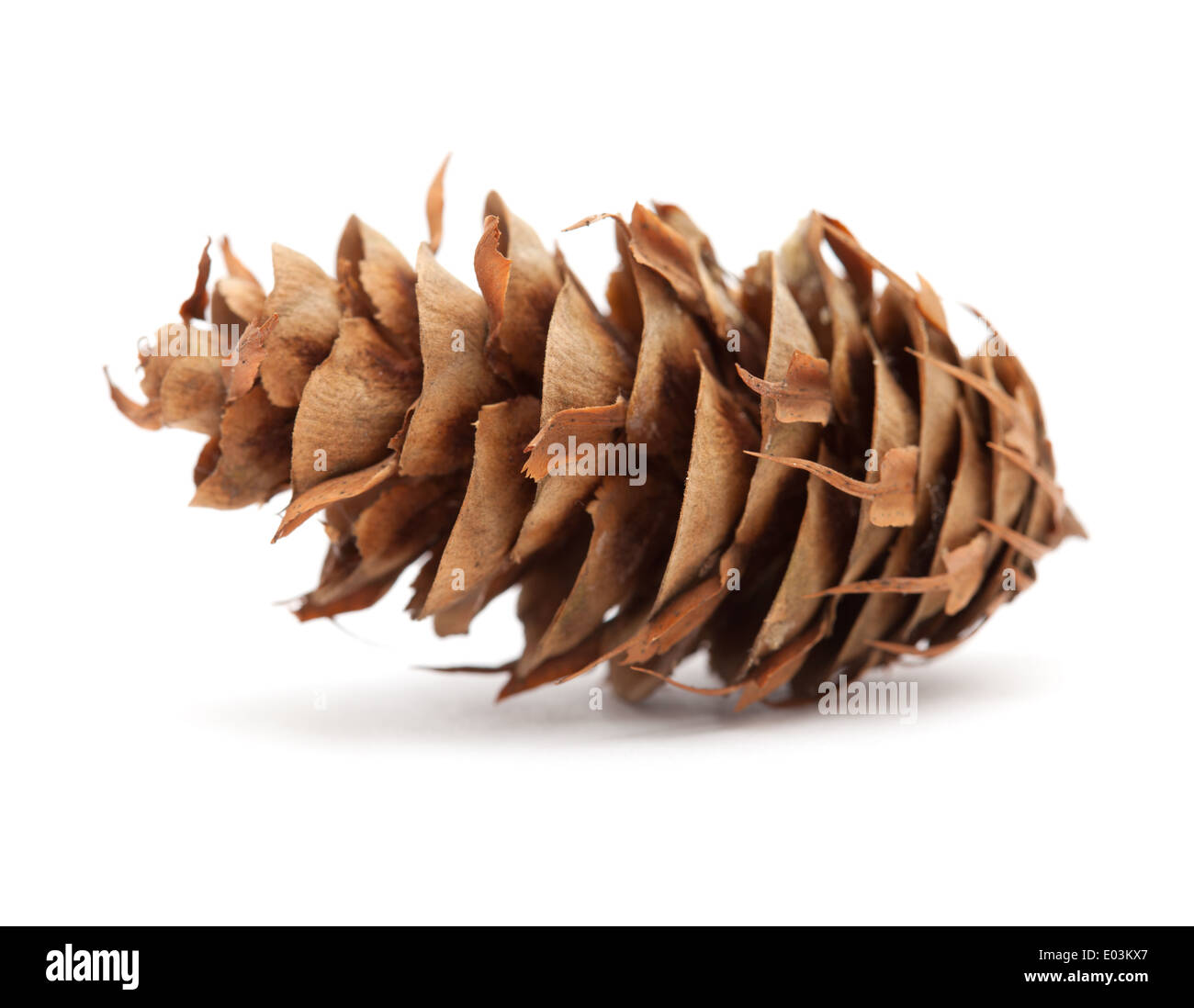 cone of Pseudotsuga menziensii isolated on white Stock Photo - Alamy