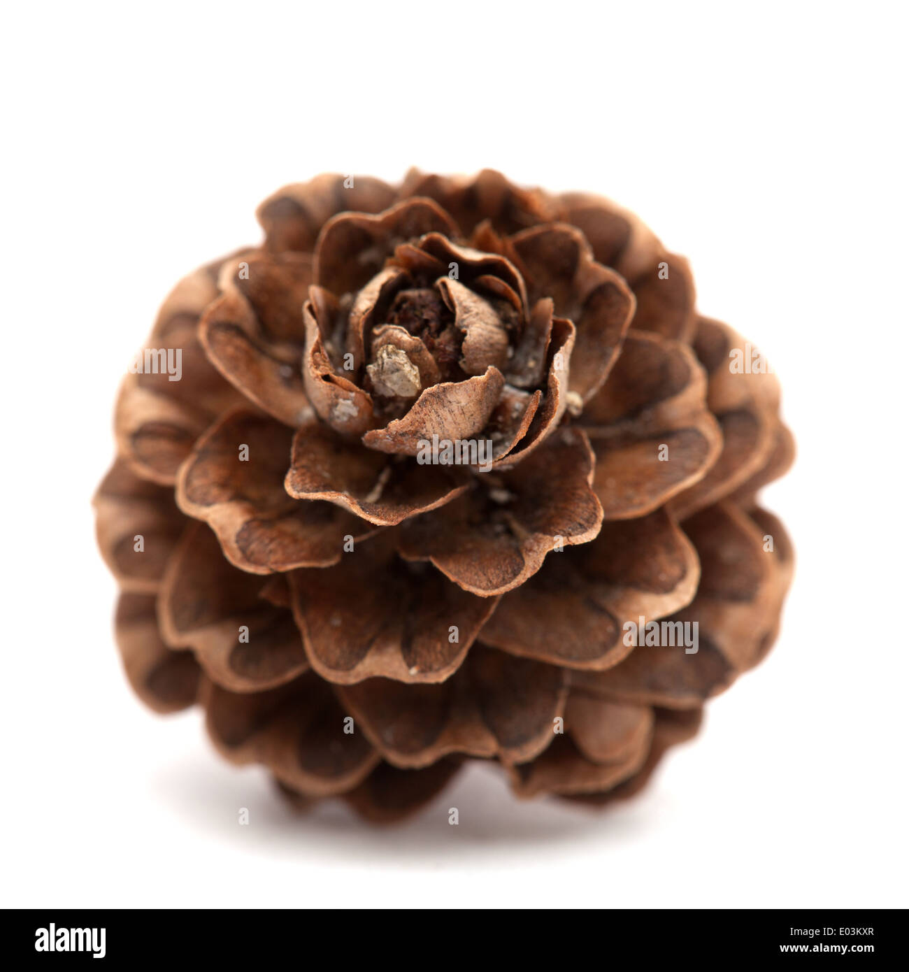 Larix kaempferi japan hi-res stock photography and images - Alamy