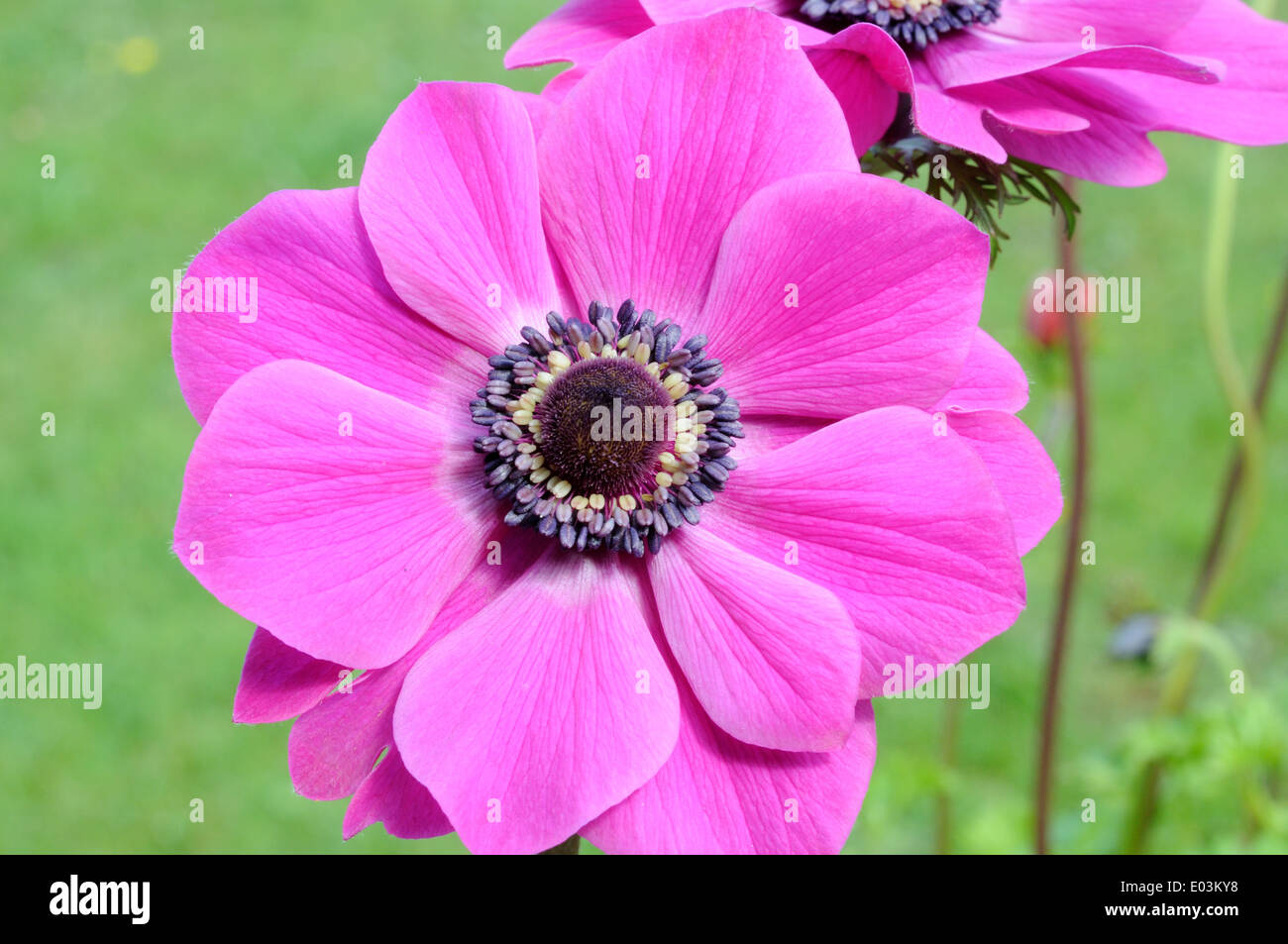 Pink anemone flower hi-res stock photography and images - Alamy