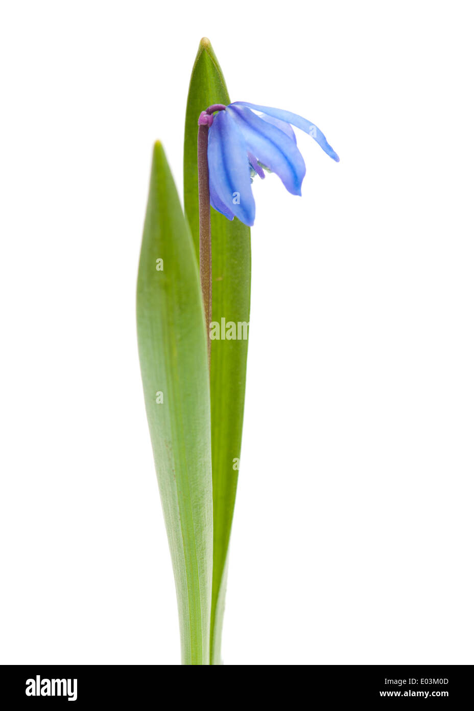 White blooming scilla spring Cut Out Stock Images & Pictures - Alamy