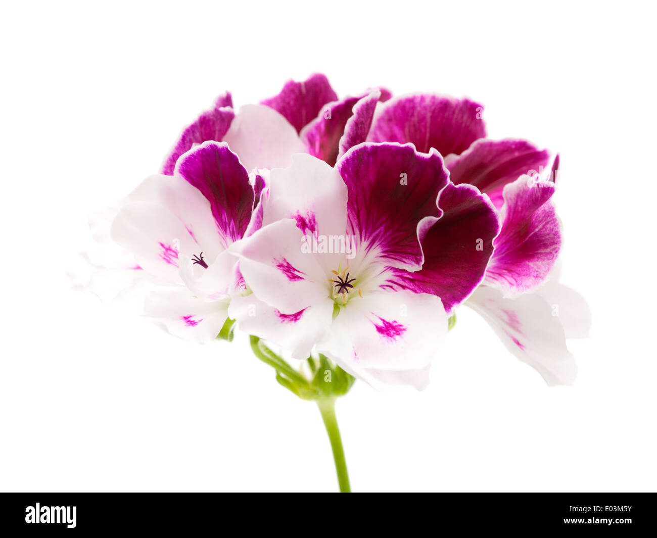 Variegated leaf geranium hi-res stock photography and images - Alamy