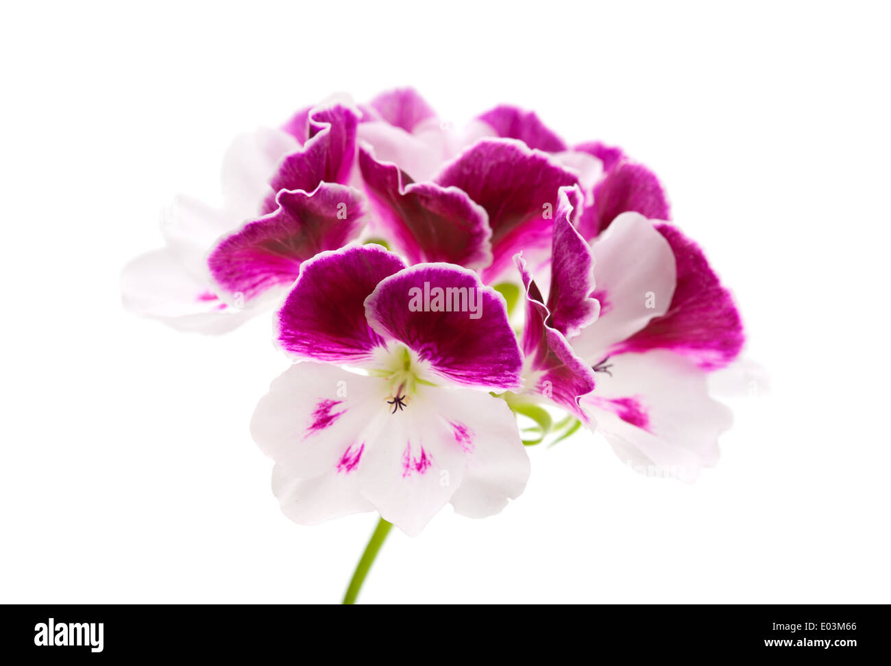 Variegated leaf geranium hi-res stock photography and images - Alamy