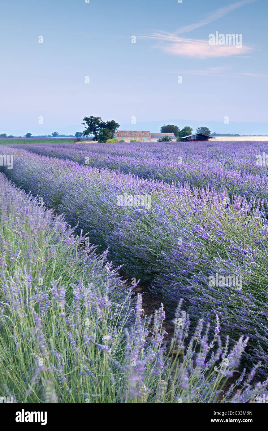 Farm and rows of scented flowers in the lavender fields of the French ...
