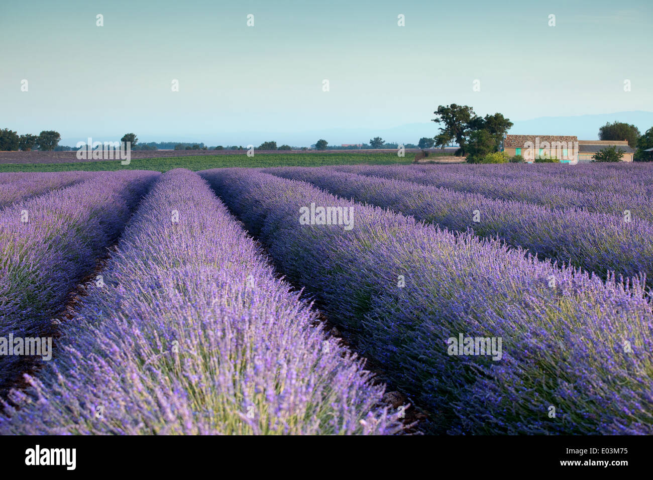 Farm and rows of scented flowers in the lavender fields of the French ...