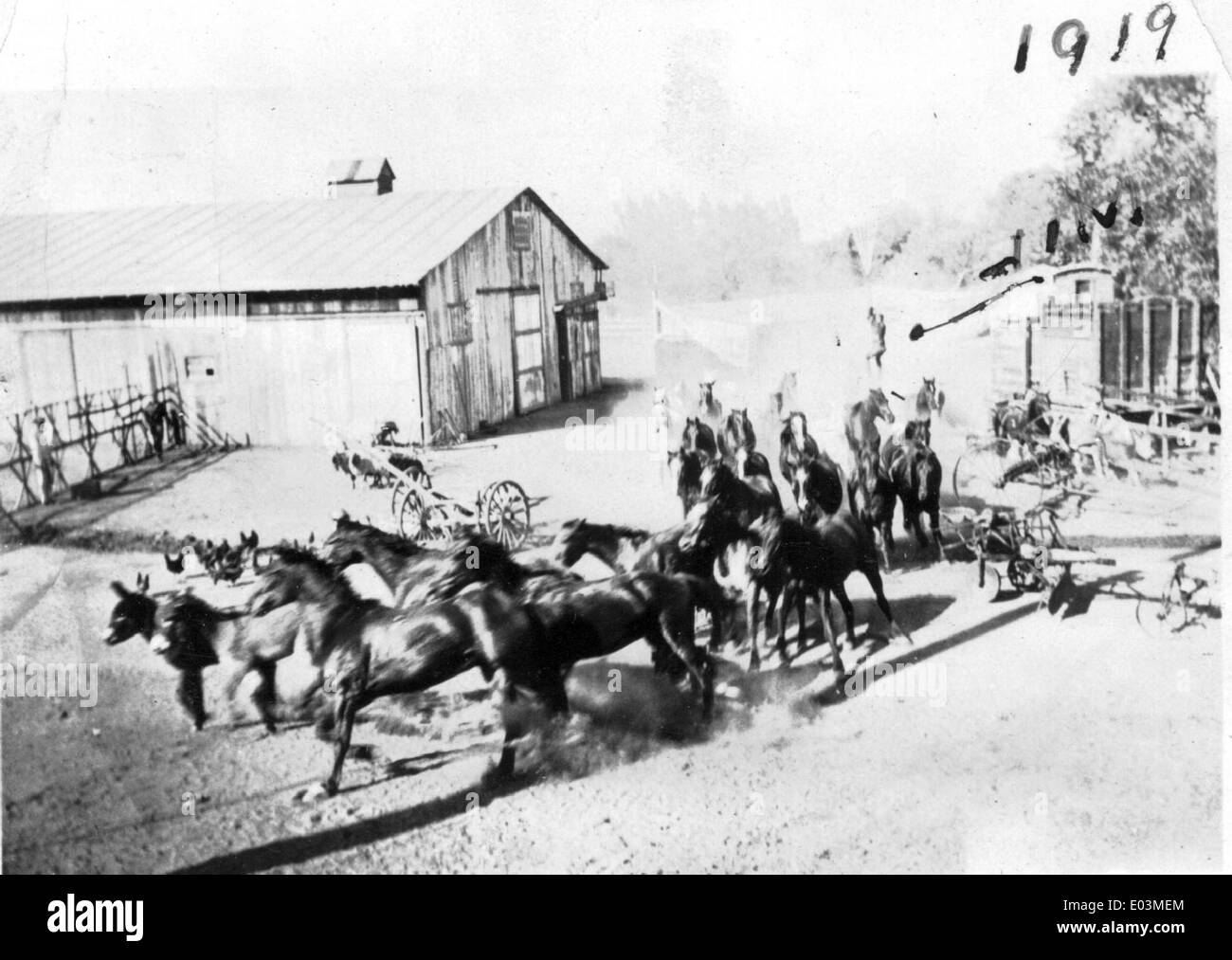 This image depicts horses running in a staged movie stunt from 1919 ...