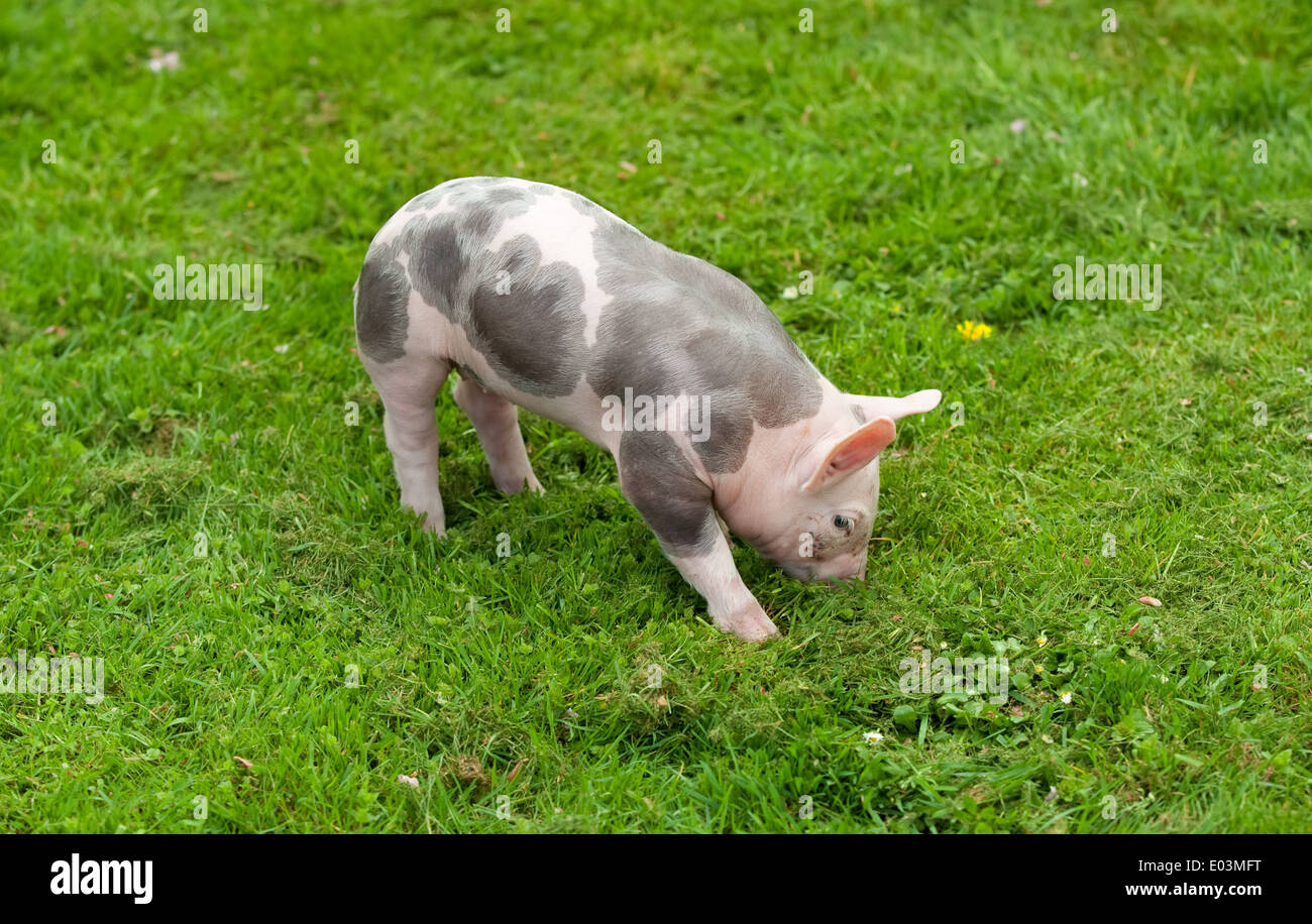 small piglet on a green grass Stock Photo - Alamy