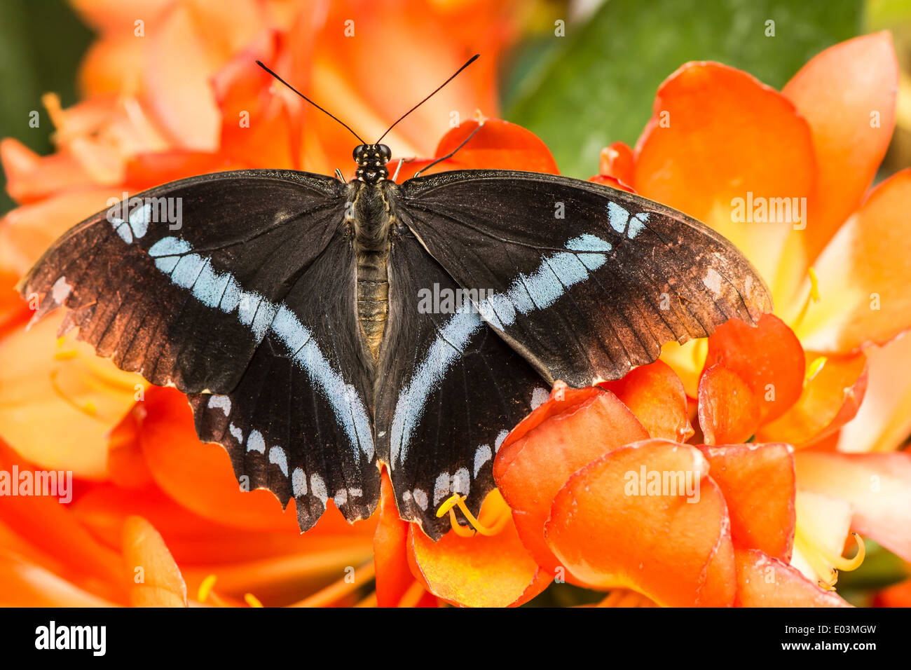 Tropical black orange swallowtail butterfly hi-res stock photography ...