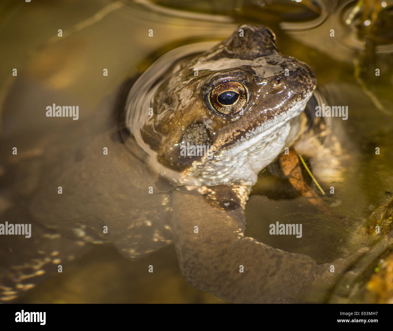 Closeup of a toad in the water Stock Photo - Alamy