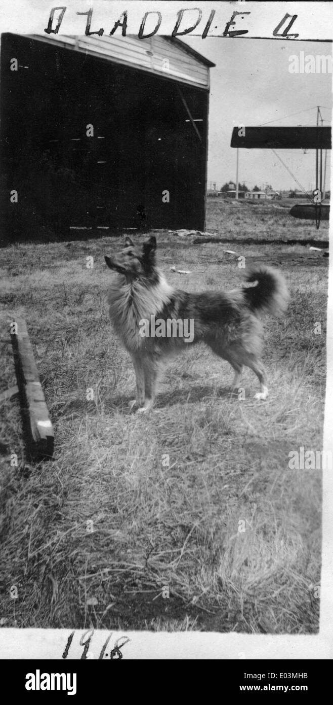 This photo from 1918 captures Jim Hester and his dog, Laddie. It ...