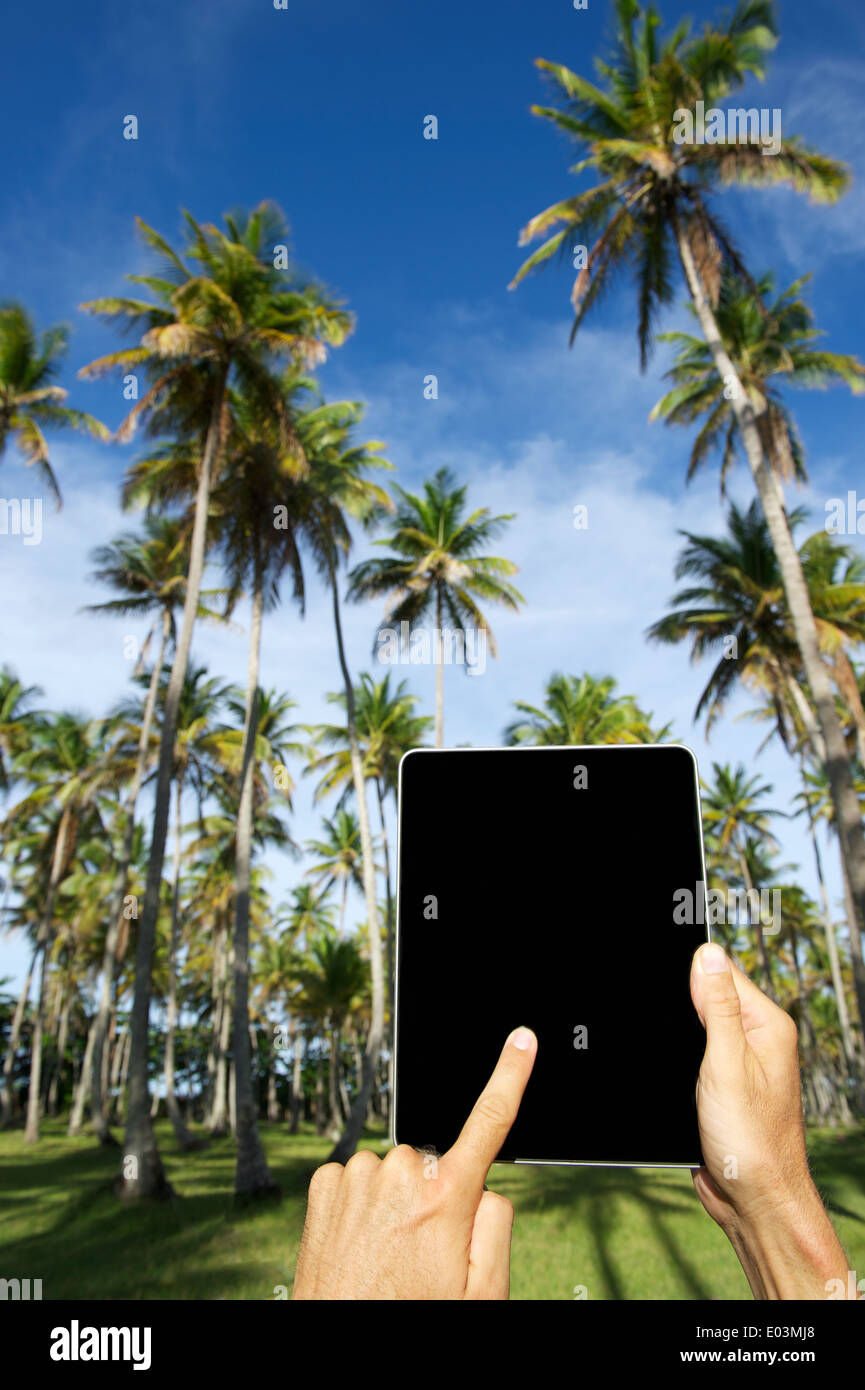 Traveling Tourist Using Tablet Palm Grove Brazil Stock Photo - Alamy