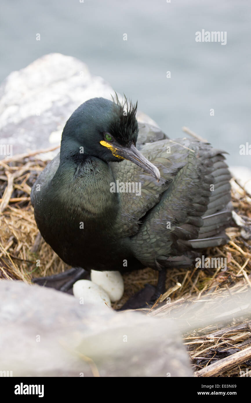 Two european shags phalacrocorax hi-res stock photography and images ...
