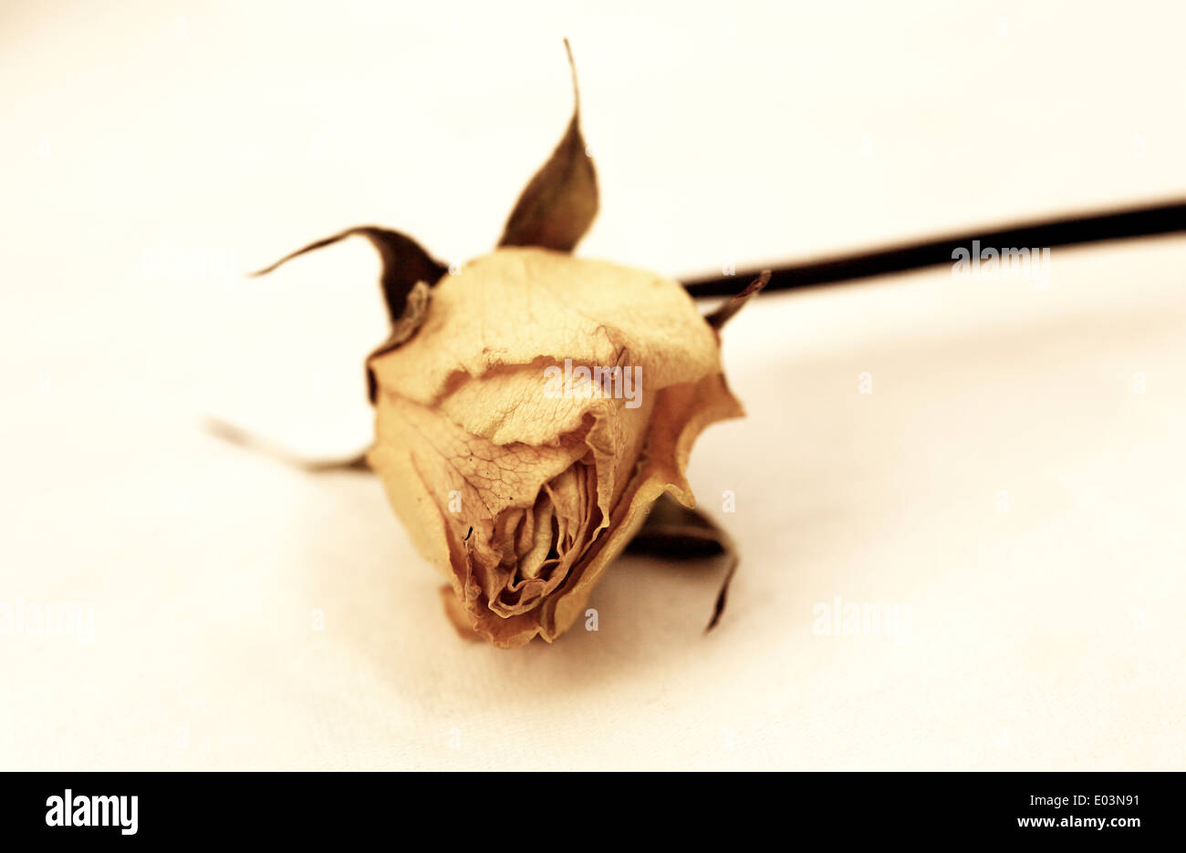 Dead rose hi-res stock photography and images - Alamy