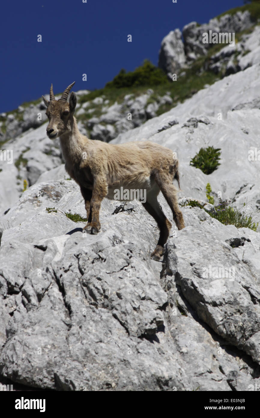Ibex in Alps, Haute-Savoie, Rhône-Alpes, France Stock Photo - Alamy