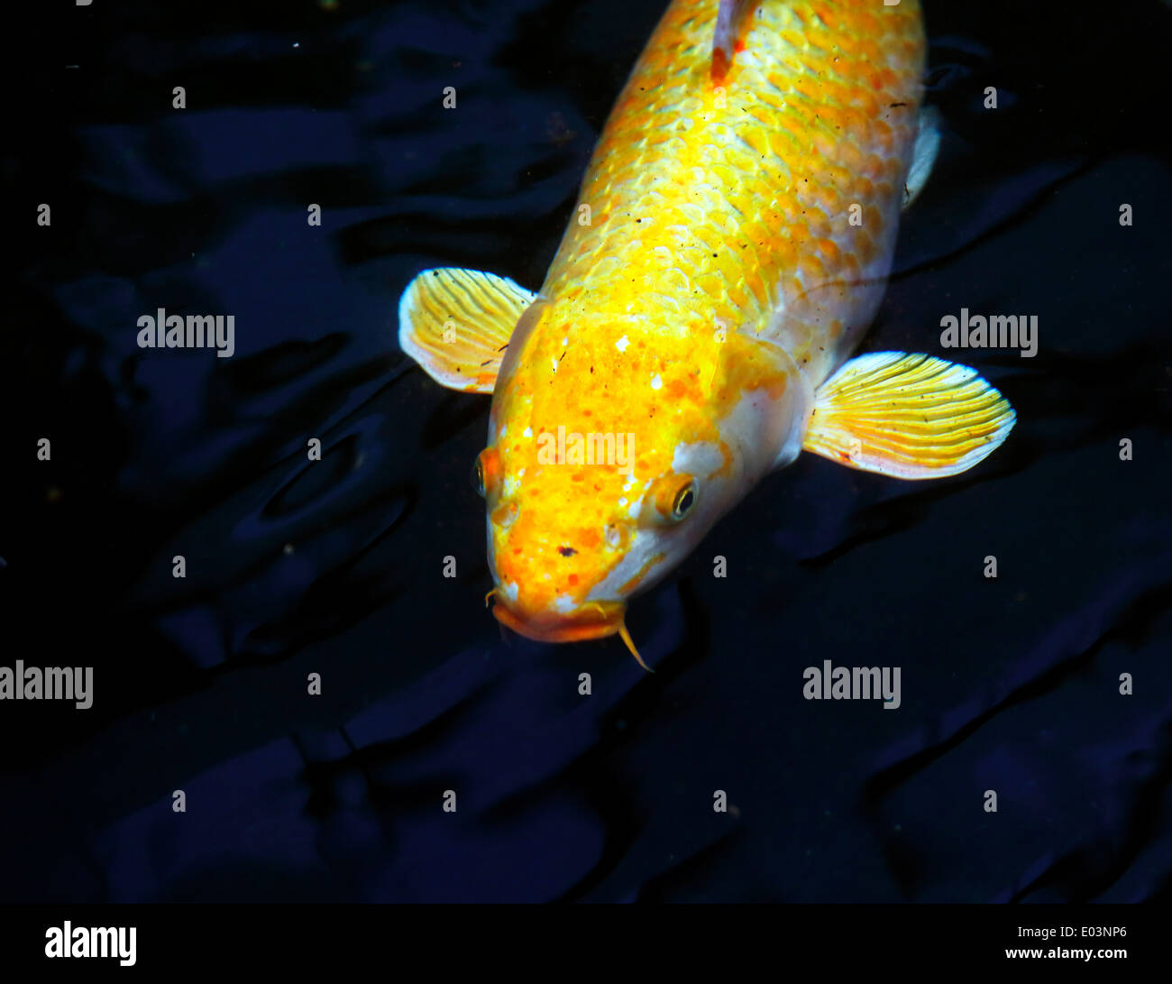 Gold carp hi-res stock photography and images - Alamy