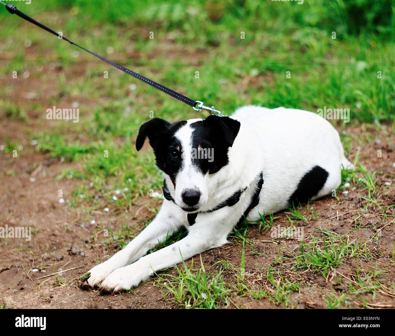 dog on leash Stock Photo - Alamy