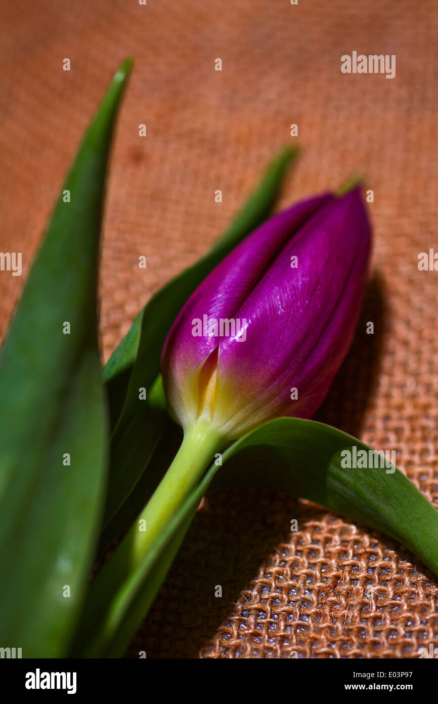 Tulip on a hesian background Stock Photo - Alamy
