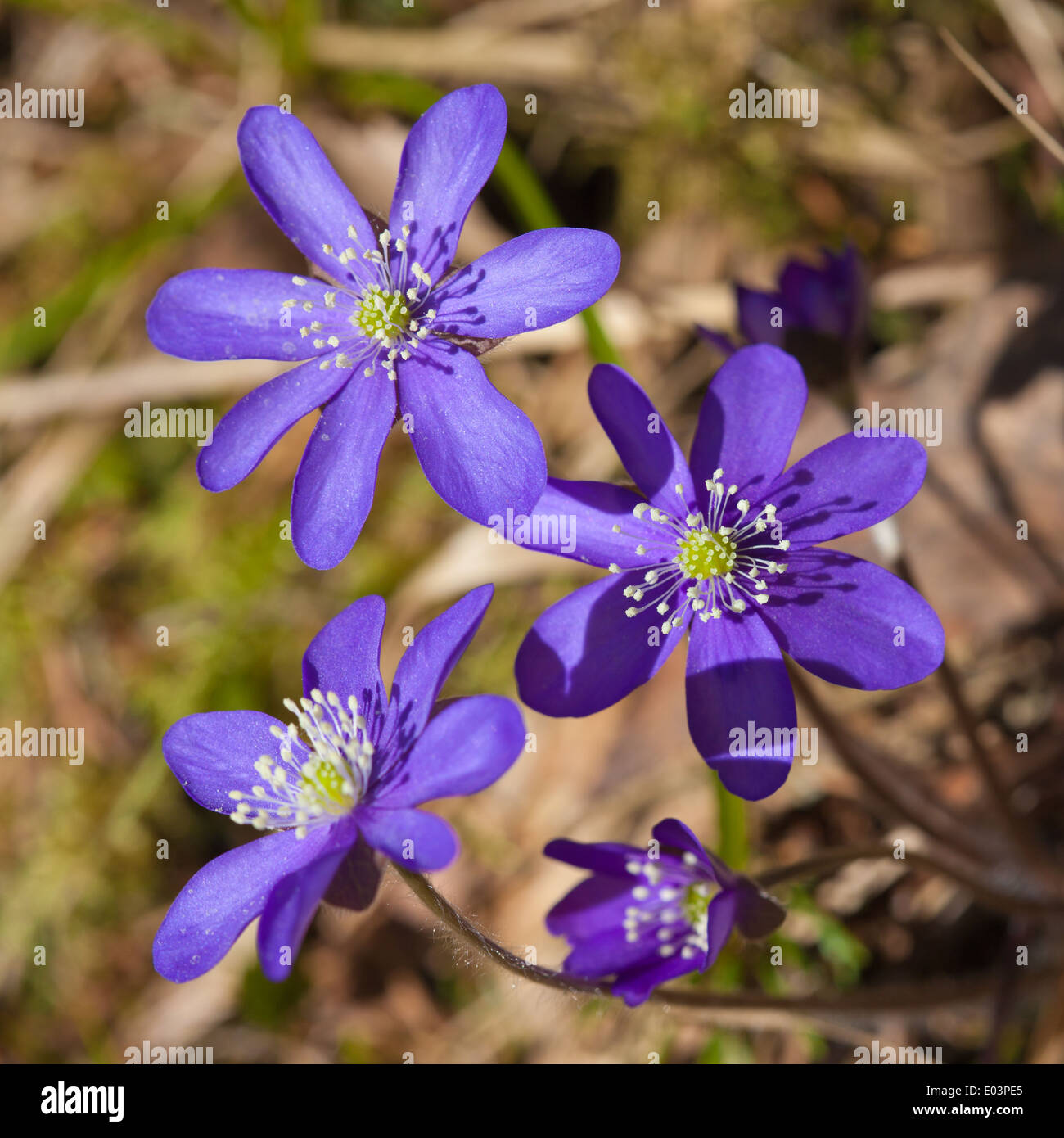 Anemone hepatica in bloom on forest floor Stock Photo - Alamy