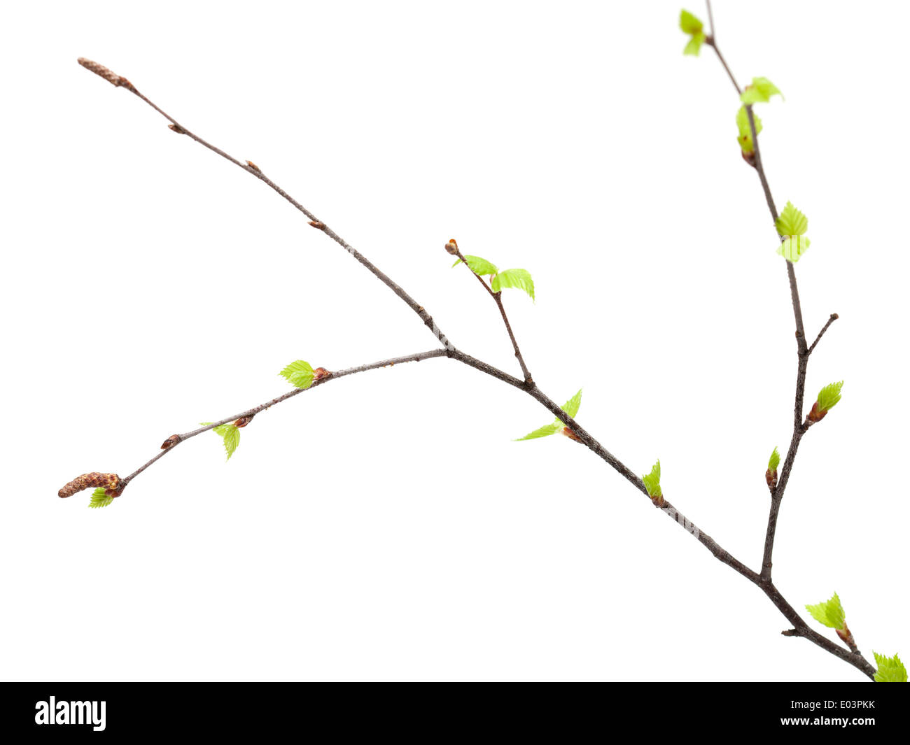 silver birch young leaves isolated on white Stock Photo - Alamy