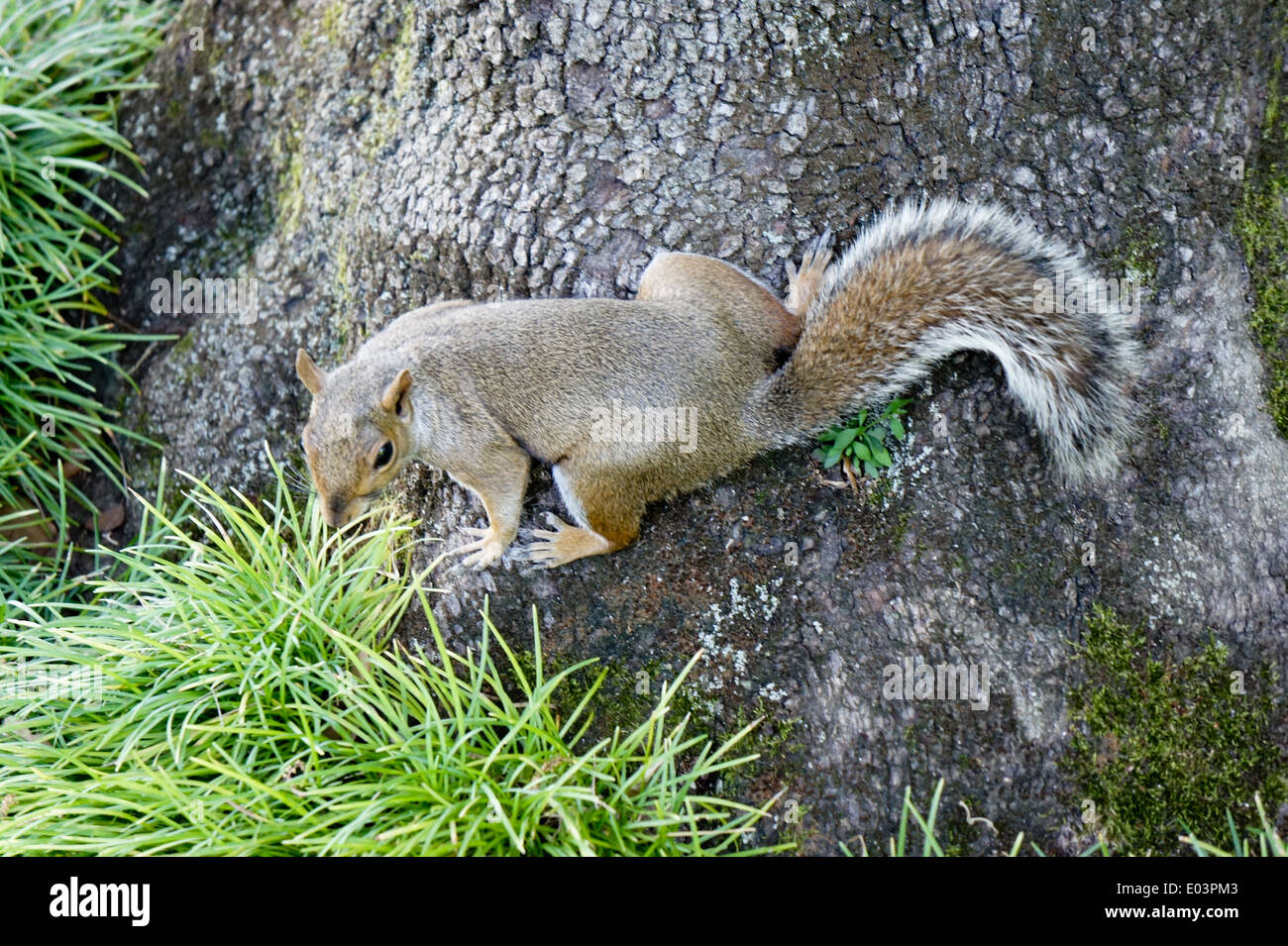 Squirrel on a tree Stock Photo - Alamy