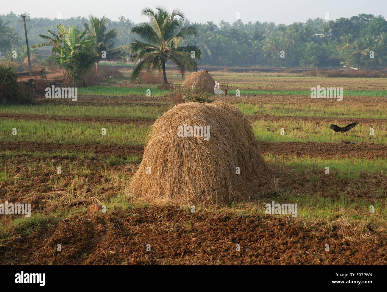 Mandrem goa hi-res stock photography and images - Alamy