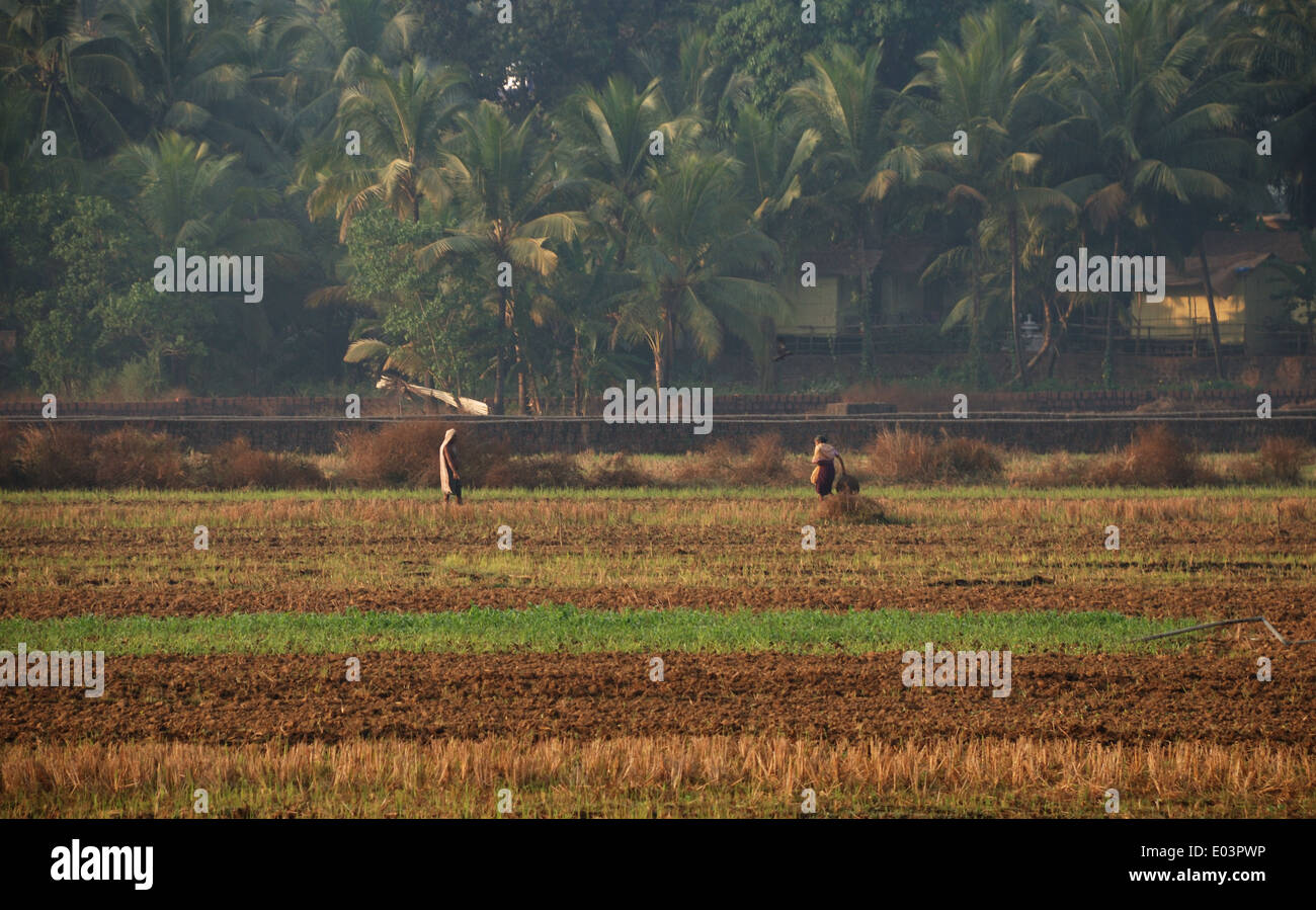 Indian peasants hi-res stock photography and images - Alamy