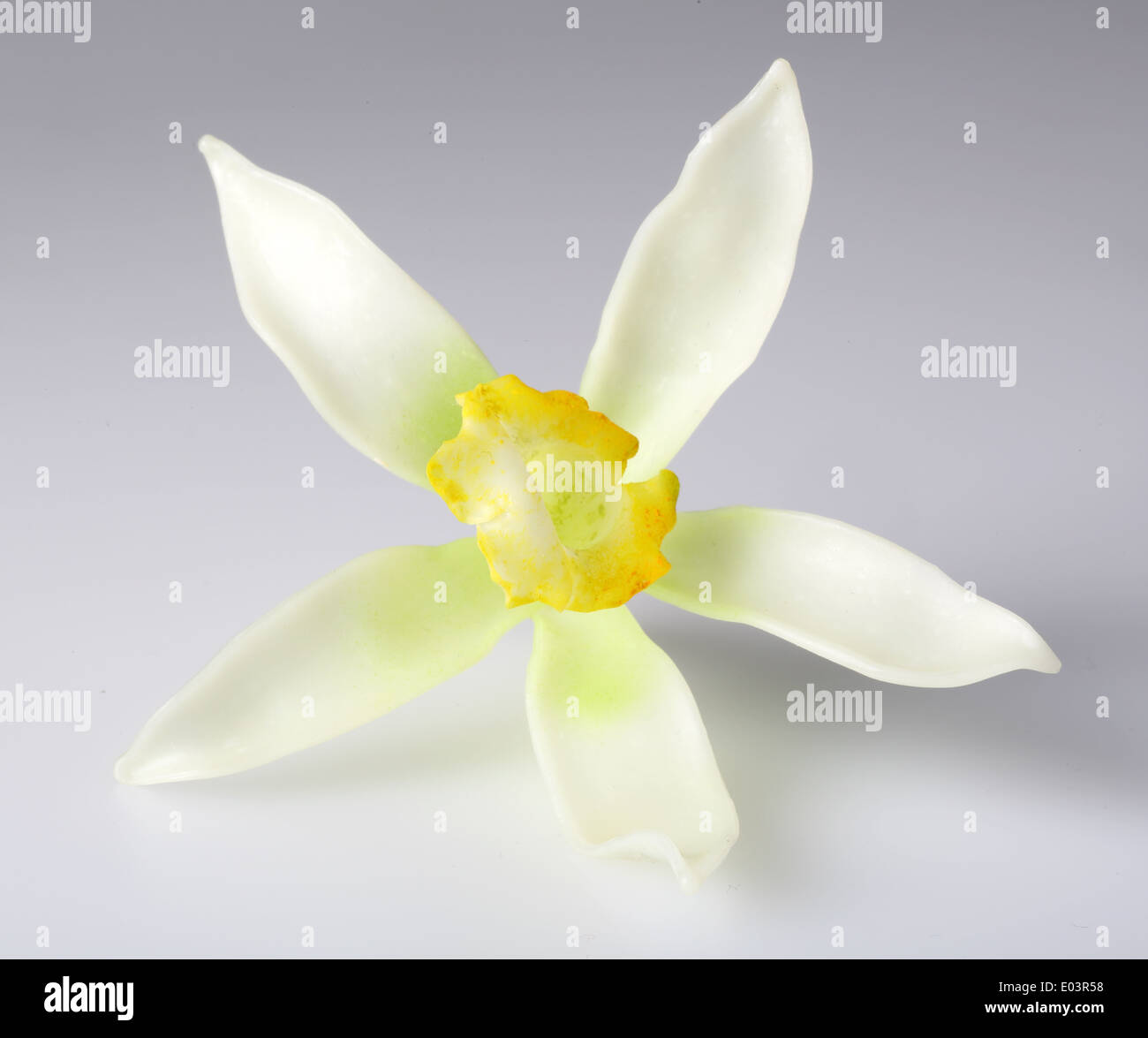 Vanilla flower hi-res stock photography and images - Alamy