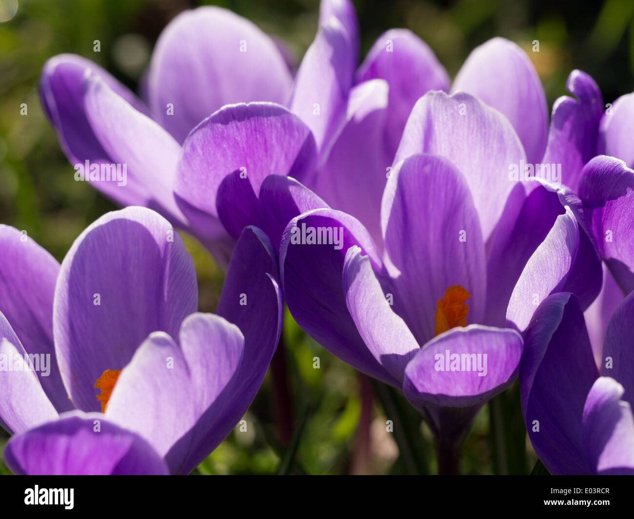 Spring flowers in bruges belgium hi-res stock photography and images ...