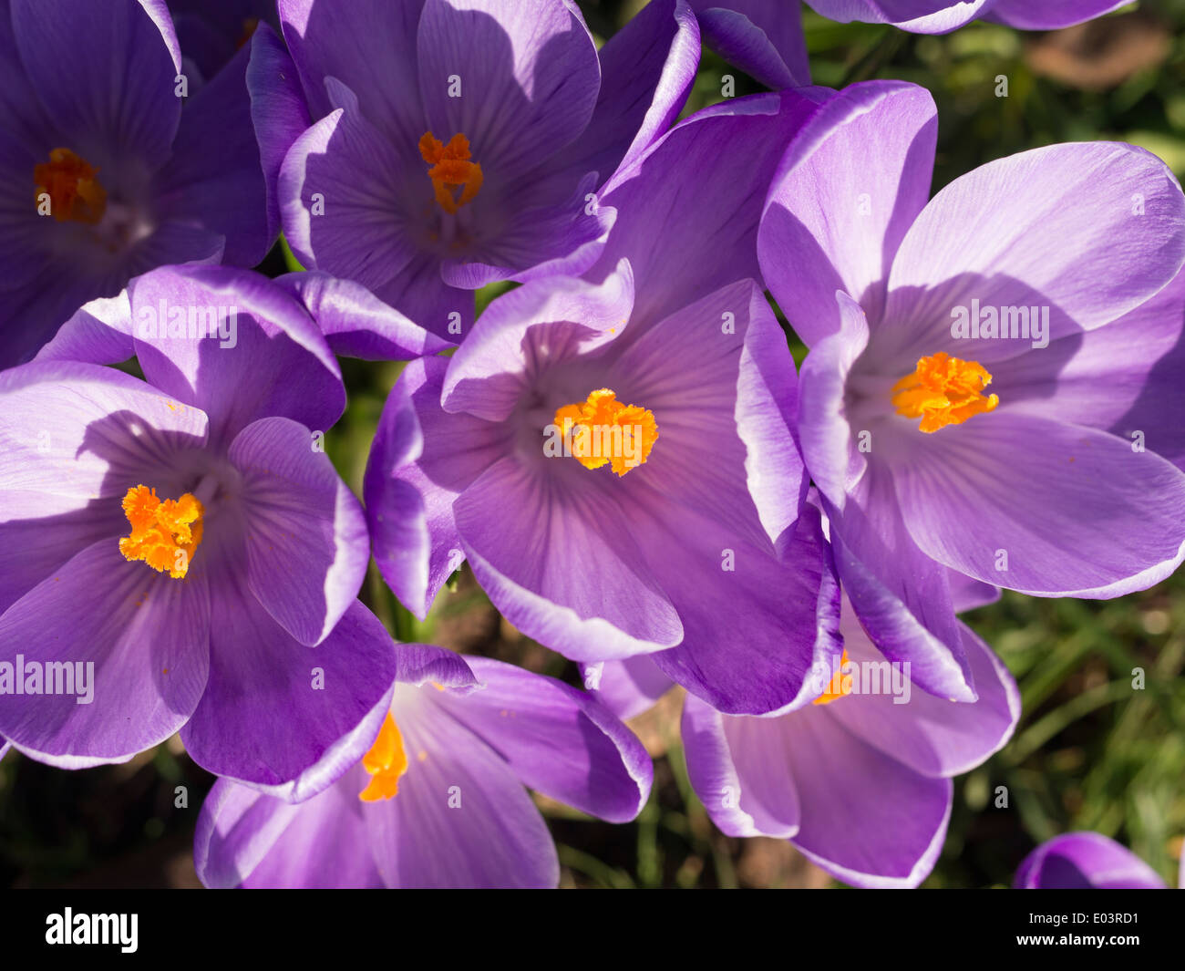 Spring flowers in bruges belgium hi-res stock photography and images ...