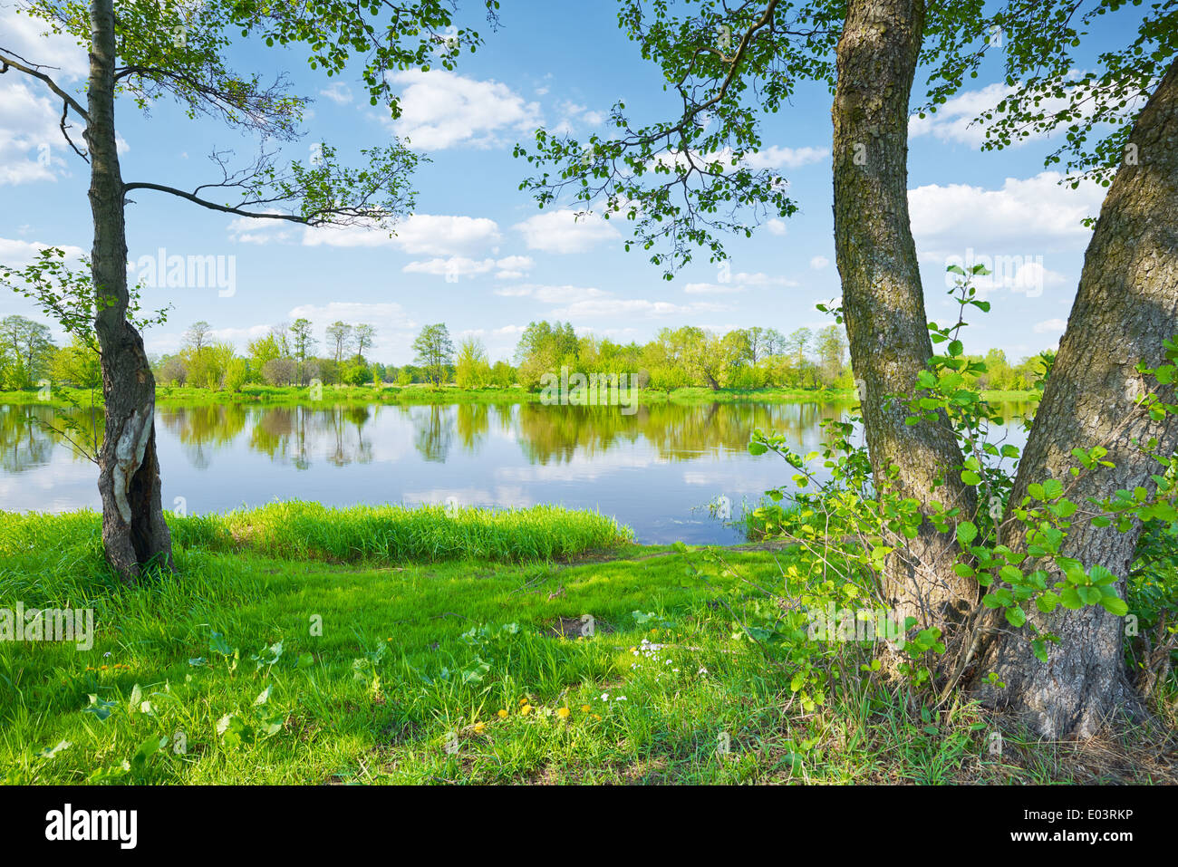 Trees by the riverside. Sunny spring landscape Stock Photo - Alamy