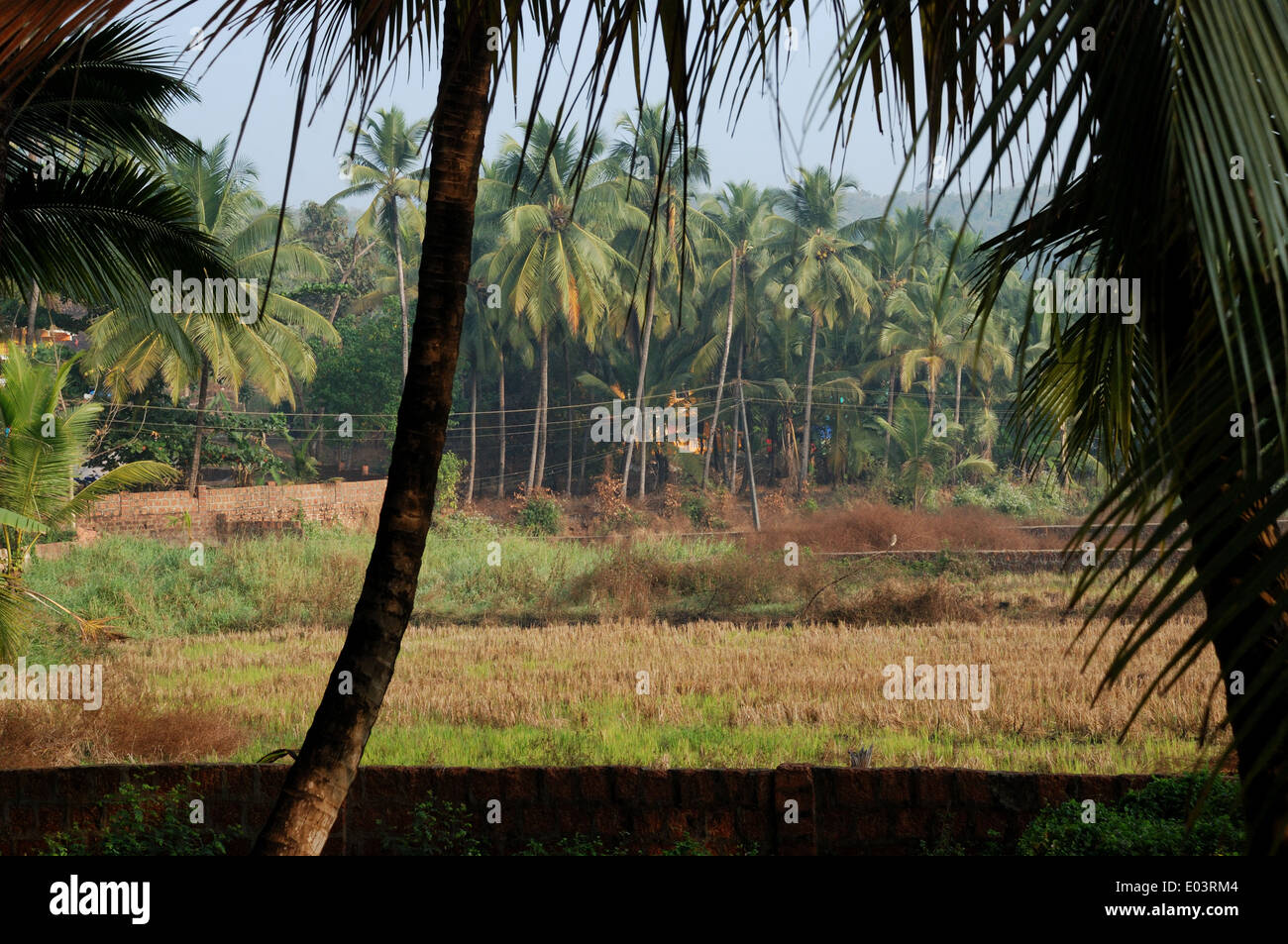 Palm trees in a field in Goa, India Stock Photo - Alamy