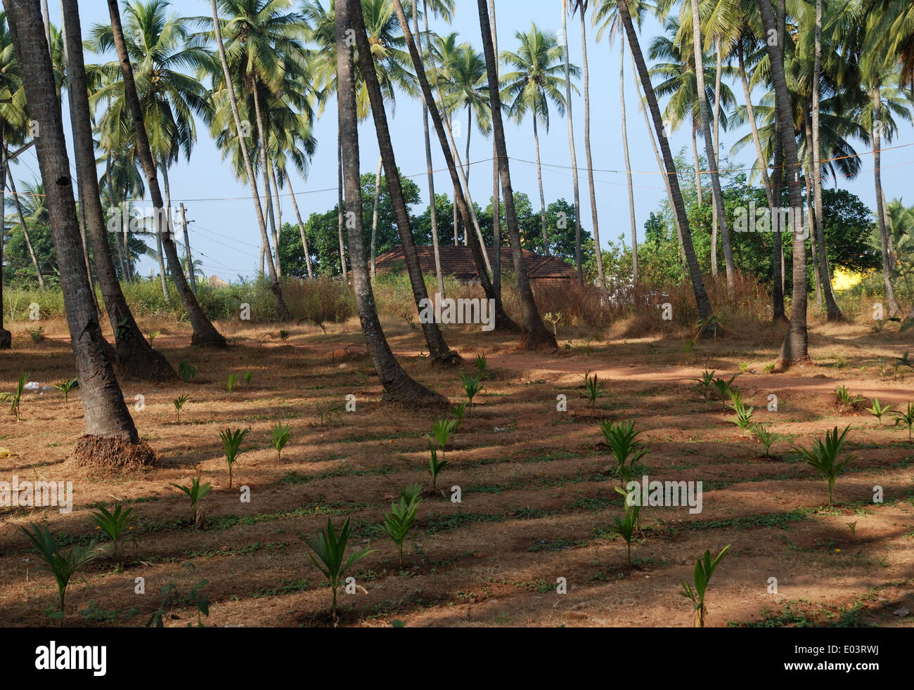 Palm trees and plantation, Mandrem, Goa, india Stock Photo - Alamy