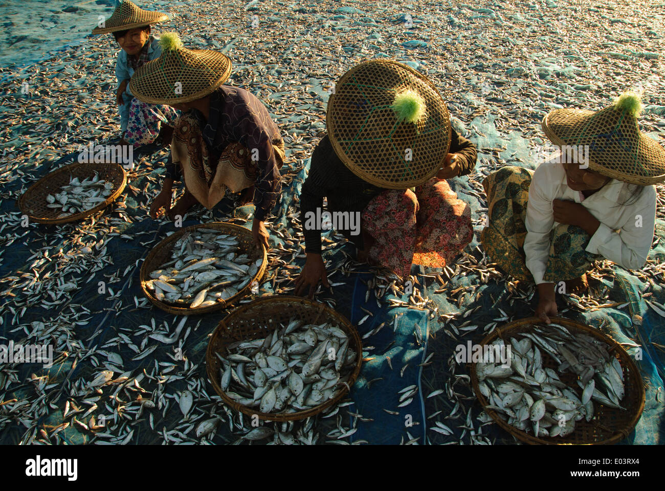 Fisherman women drying fish on the beach Stock Photo - Alamy