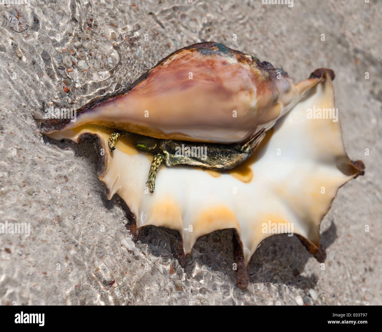 Conch Animal