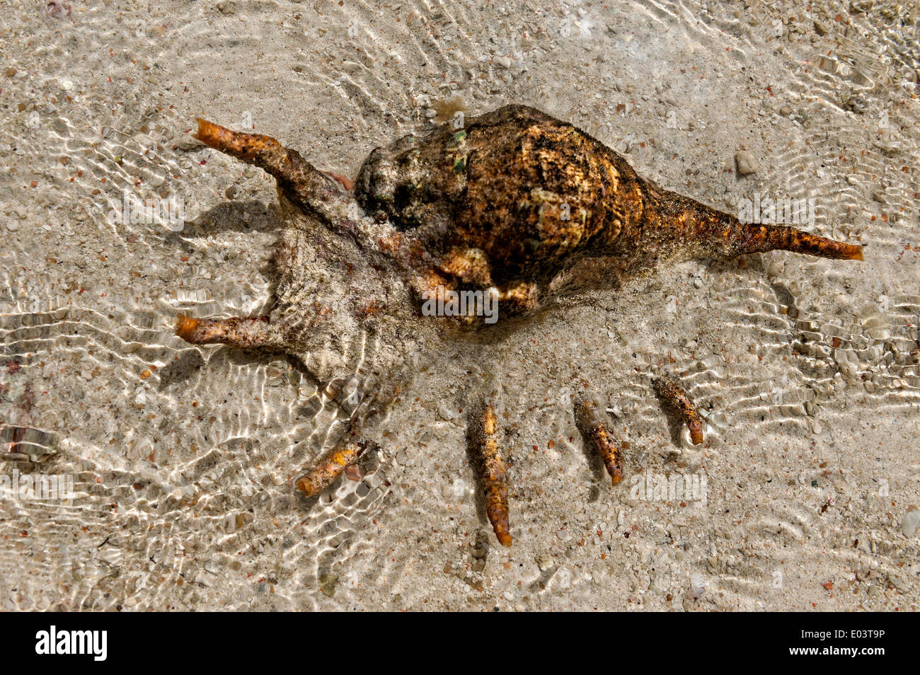 spider shell lying in sea bed during low tide, Praslin Island ...