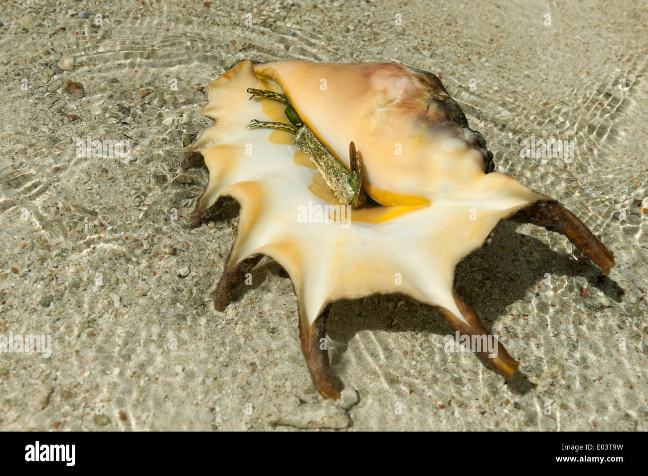 spider conch lying on sandy sea bottom in shallow water during low-tide ...
