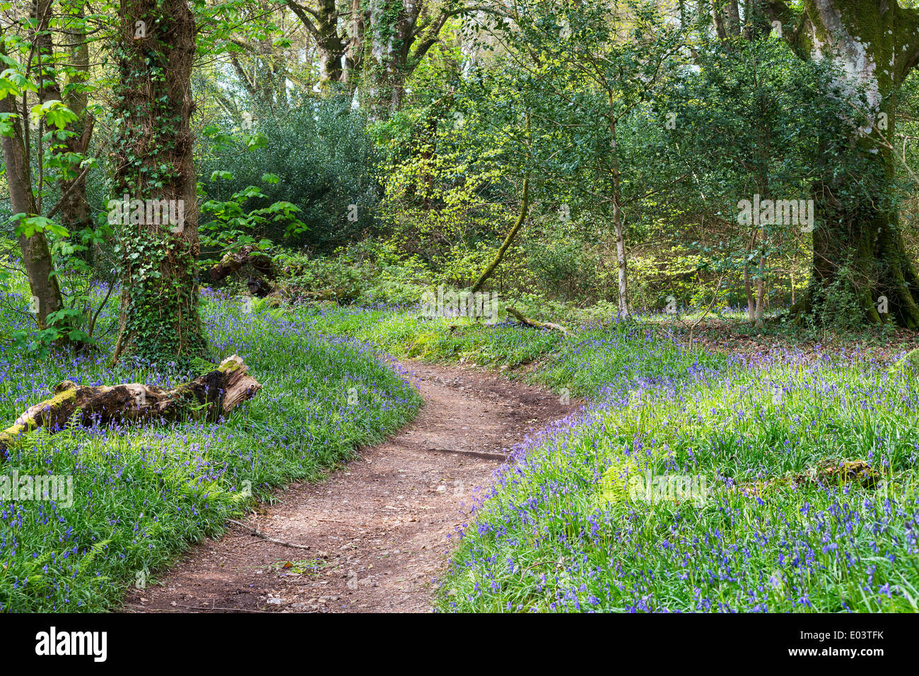 Spring bluebells in bloom in mature woodland Stock Photo - Alamy