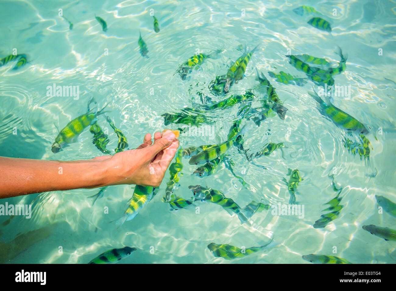 Feeding tropical fishes in the water Stock Photo - Alamy